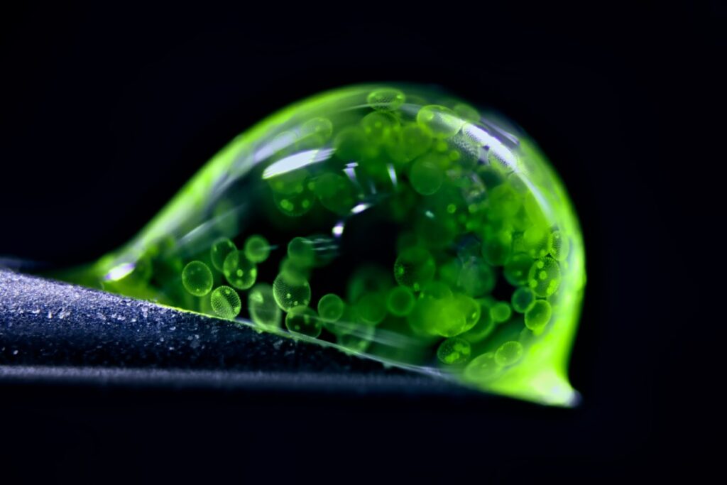 Weevil Balancing on a Grain of Rice Wins the Nikon Small World Contest ...