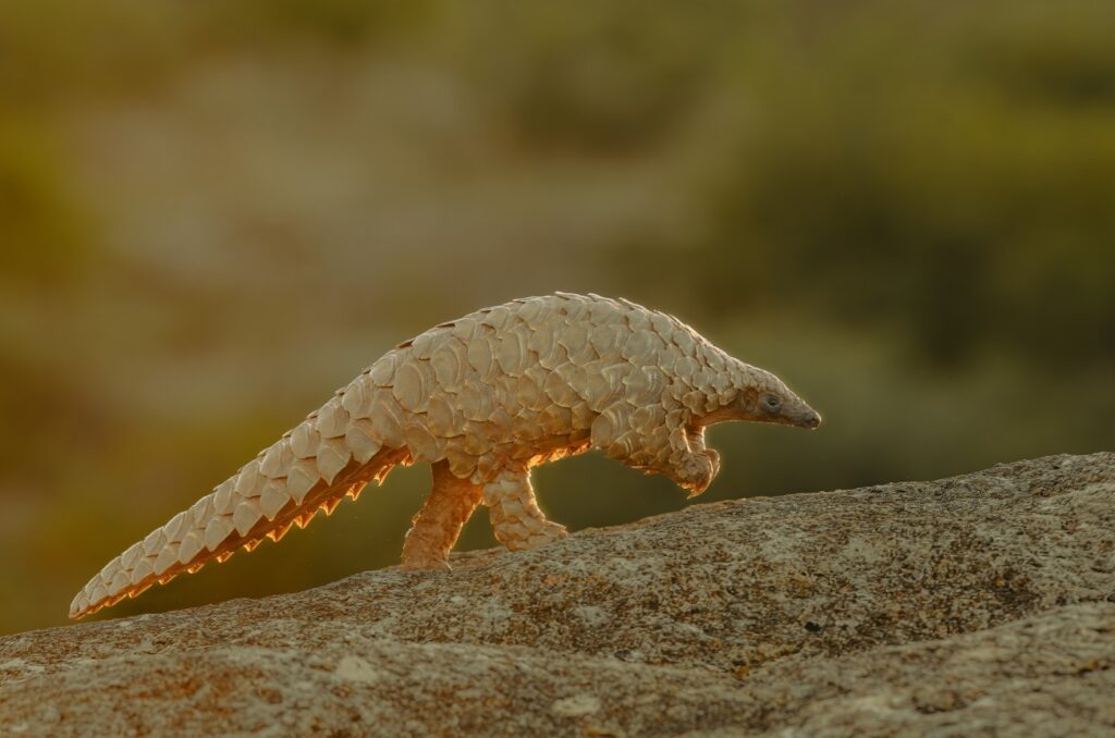 Photo Book Shine Light on the Plight of Pangolins