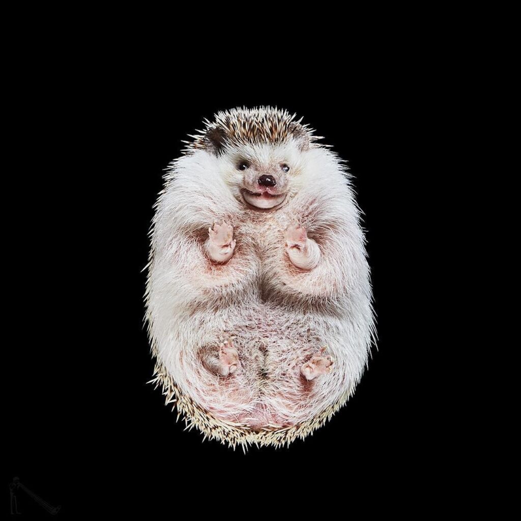 Photographer Shares Why His Animal Portraits Are Shot Bottom Up