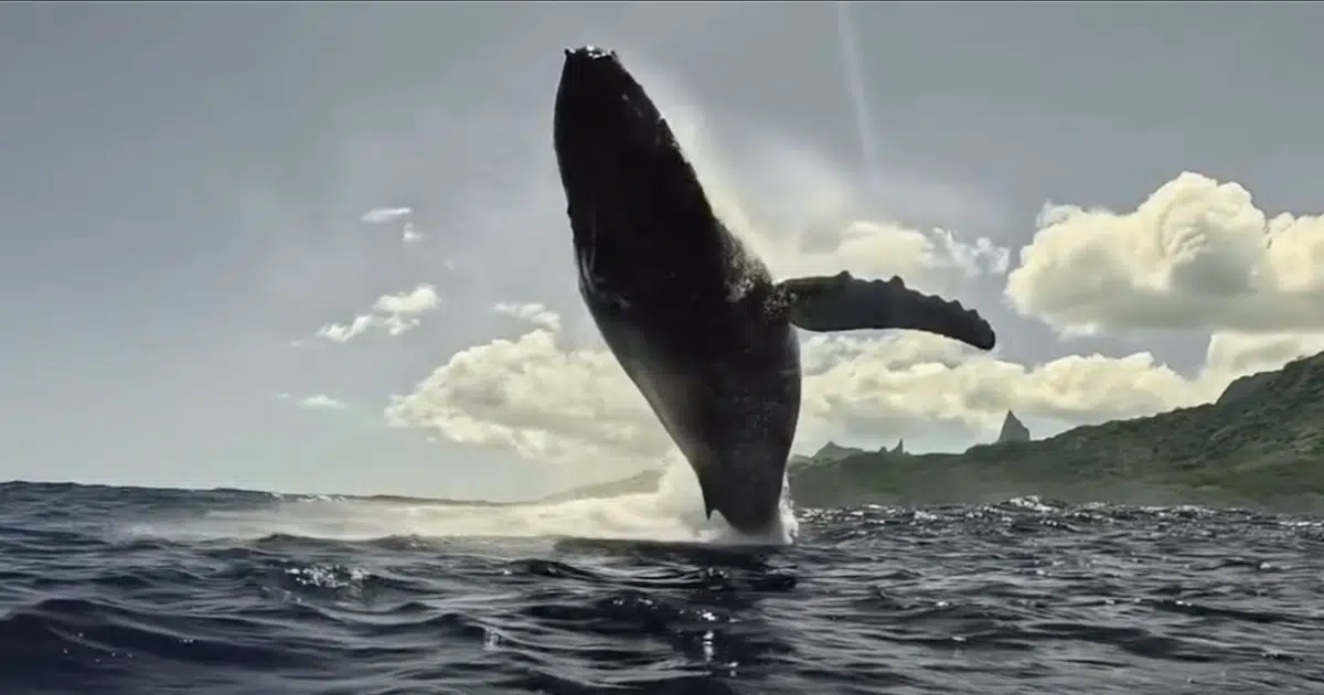 Video of a Mother and Baby Humpback Whale Breaching