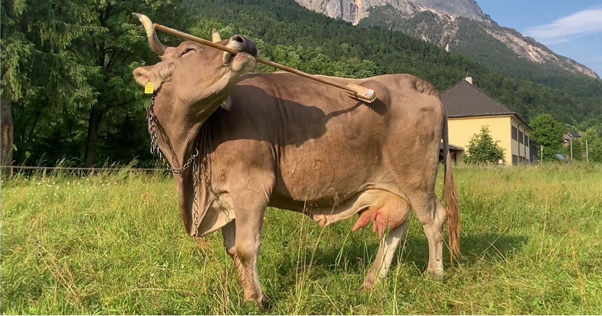 This Cow Uses Tools in a Way Scientists Have Never Seen Before