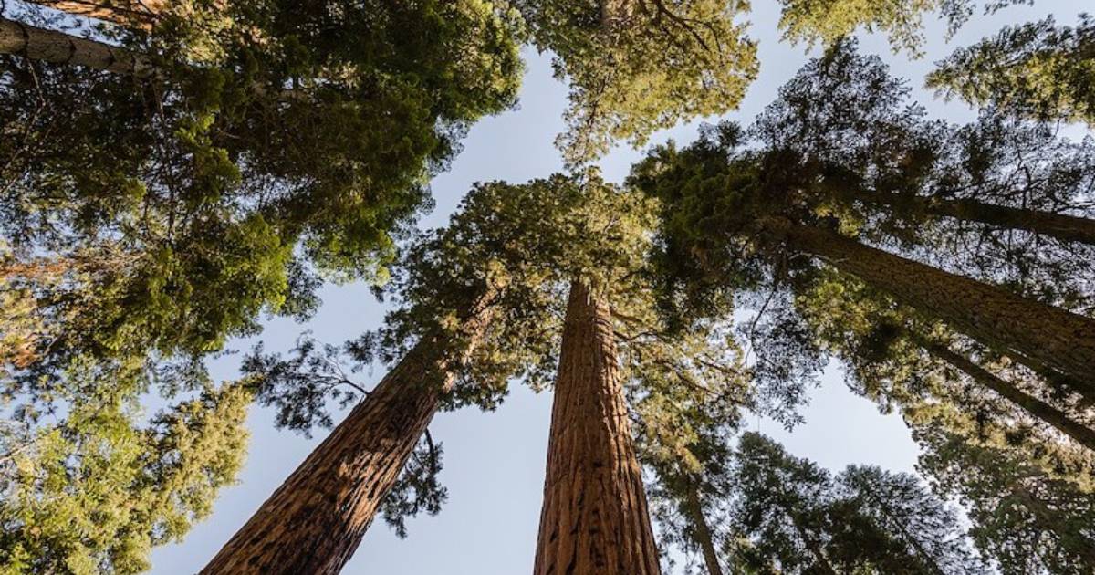 Giant Sequoia Tree Clones Are Being Planted in Detroit