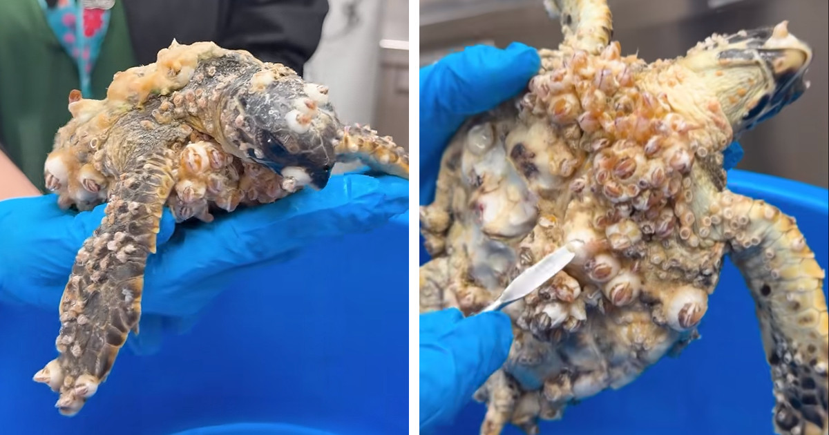 Aquarium Saves Young Sea Turtle by Removing Barnacles
