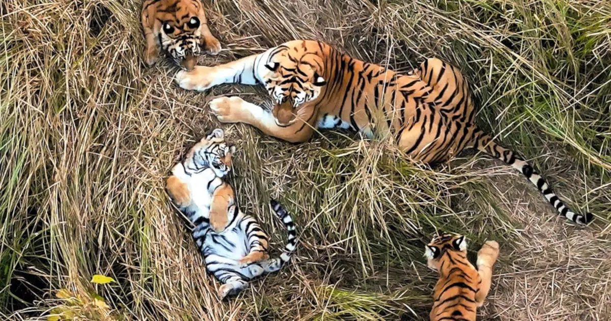 Video Shows Female Tiger Caring for Another Mother’s Cubs