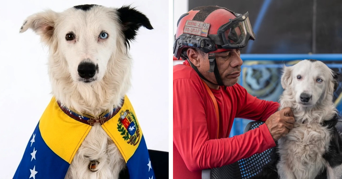 Meet Tsunami, the Venezuelan Search and Rescue Dog
