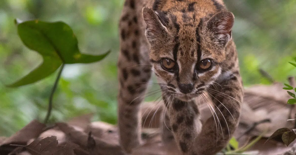 First New Cat Species In A Hundred Years Discovered In Bolivia
