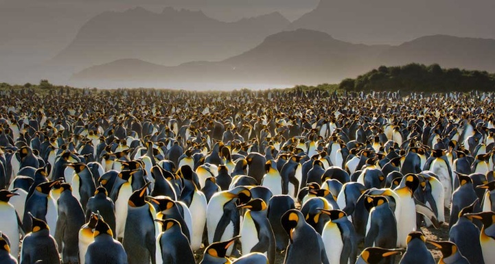 15 Incredible Photos of Animals Gathering