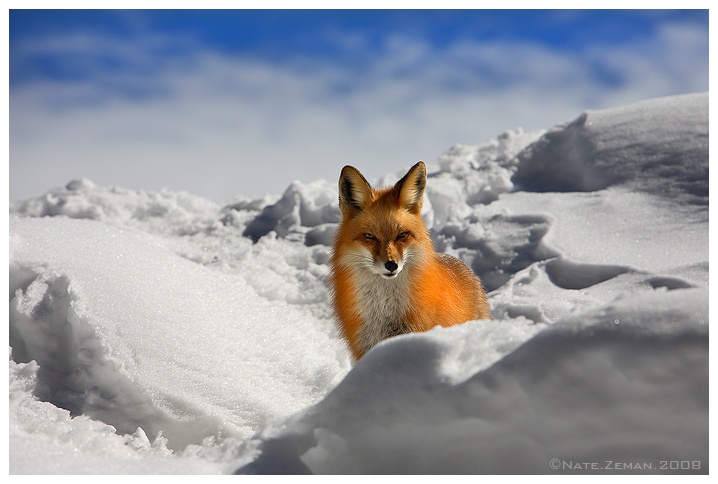 Hi-Def Pics - Animals in High Clarity (13 photos)