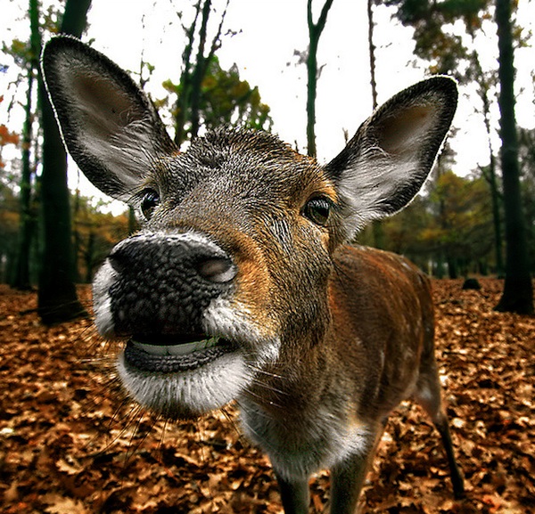 22 Incredibly Interesting Animal Photos