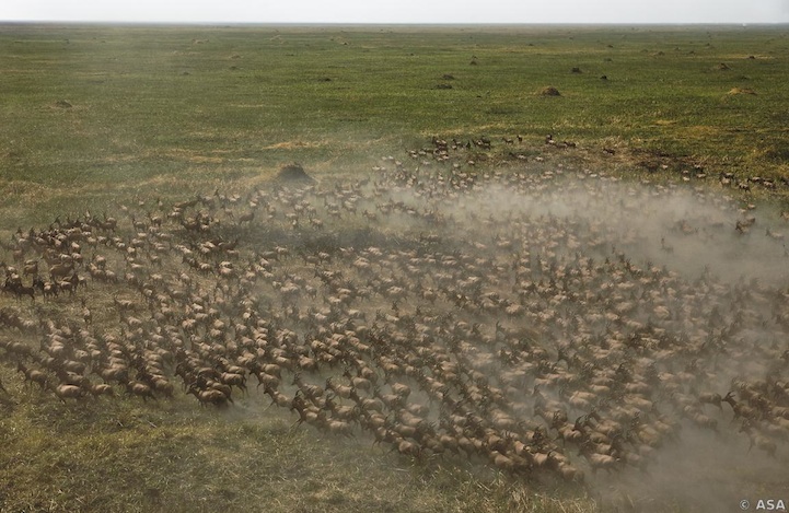 15 Incredible Photos of Animals Gathering